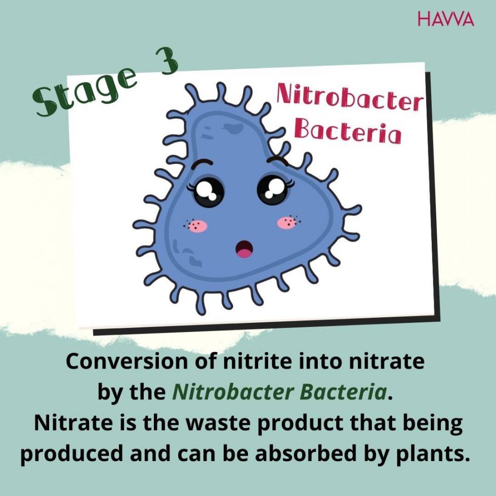 The importance of nitrifying bacteria to your aquaponics system